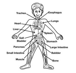 12+ Printable Human Body Outline Templates PDF - Word Excel Samples